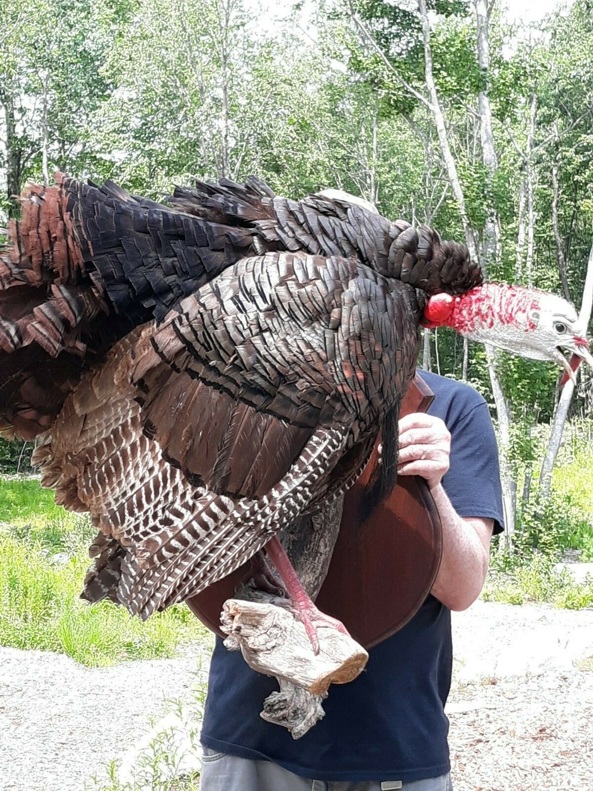 Mounted Turkey for sale | Only 2 left at -60%