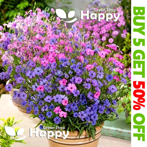 Silene coeli rosa mix - 1000 seeds - Viscaria oculata Blue pink and ...