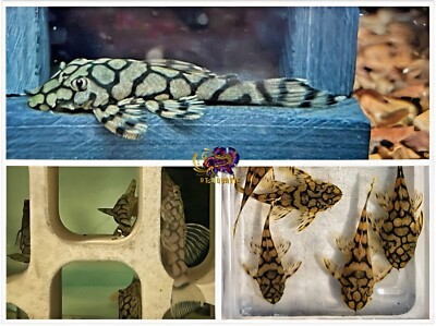 L519 Honeycomb Bristlenose Pleco Size (3-4cm) - High Quality - USA ...