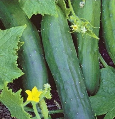 Cucumber plug plants x4 Marketmore Free P&P Through Letterbox Ready Now ...