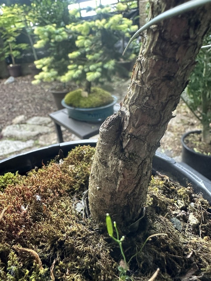 Austrian Pine Pre-Bonsai tree Pinus Nigra Compacta 26" | eBay