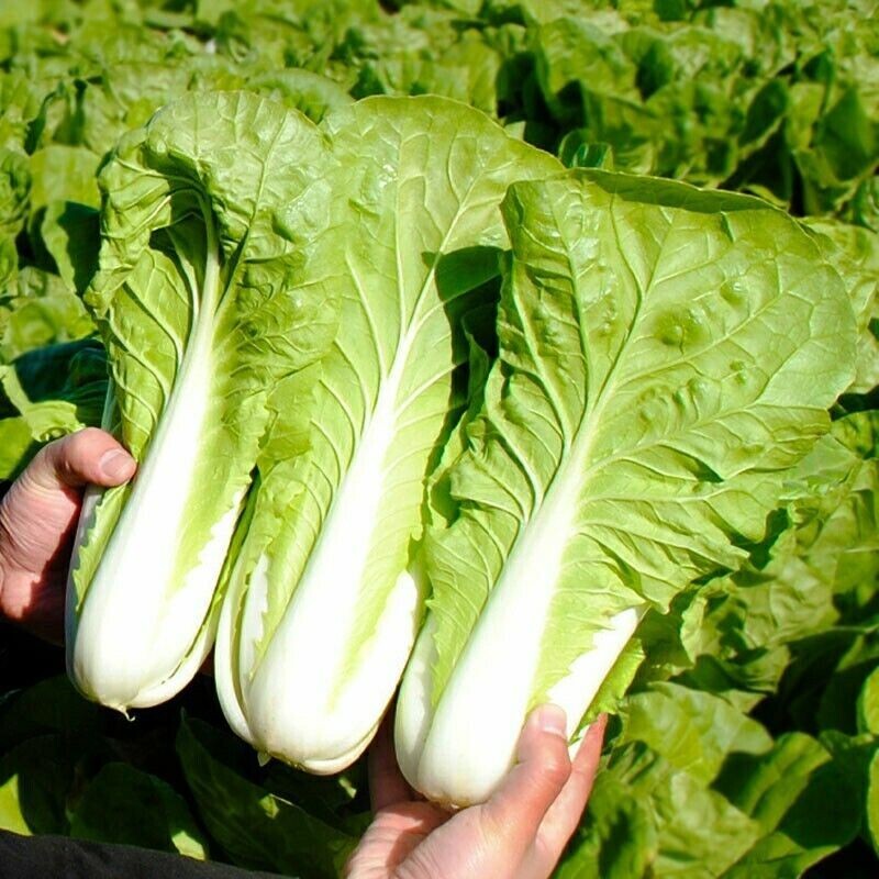 50x Bok Choy Seeds /Pak Choi/Chinese leaves/Slow Bolting Asian 迷你大白菜种子 ...