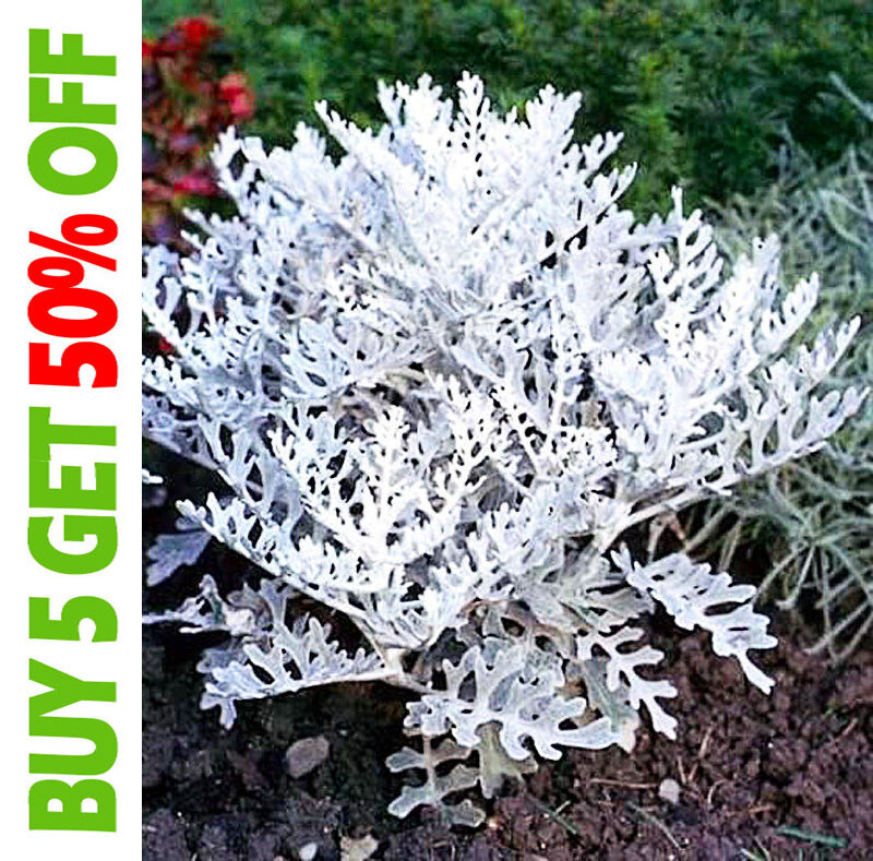 Flower Silver Dusty Miller How To Grow And Care For Dusty Miller
