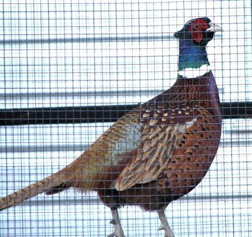 12 Jumbo Ringneck Pheasant Eggs | eBay