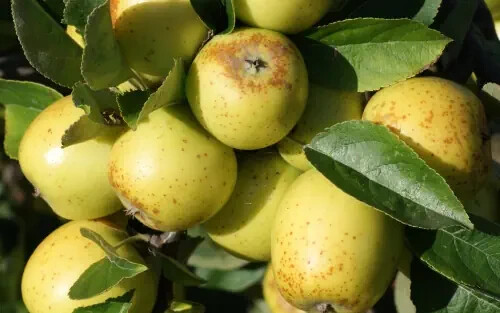 25+ Golden Pippin Apple Seeds for Garden Planting - USA - FREE SHIPPING ...