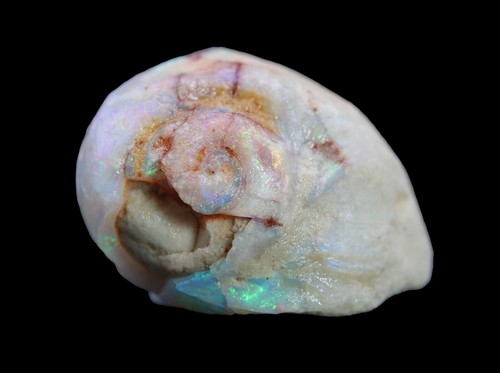 11.5CT 0.75" OPALISED GASTROPOD SNAIL SHELL FOSSIL LIGHTNING RIDGE ...
