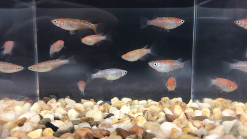 8 Tricolor Glitter Medaka, Japanese Rice Fish, Easy Hardy Aquarium/Pond ...