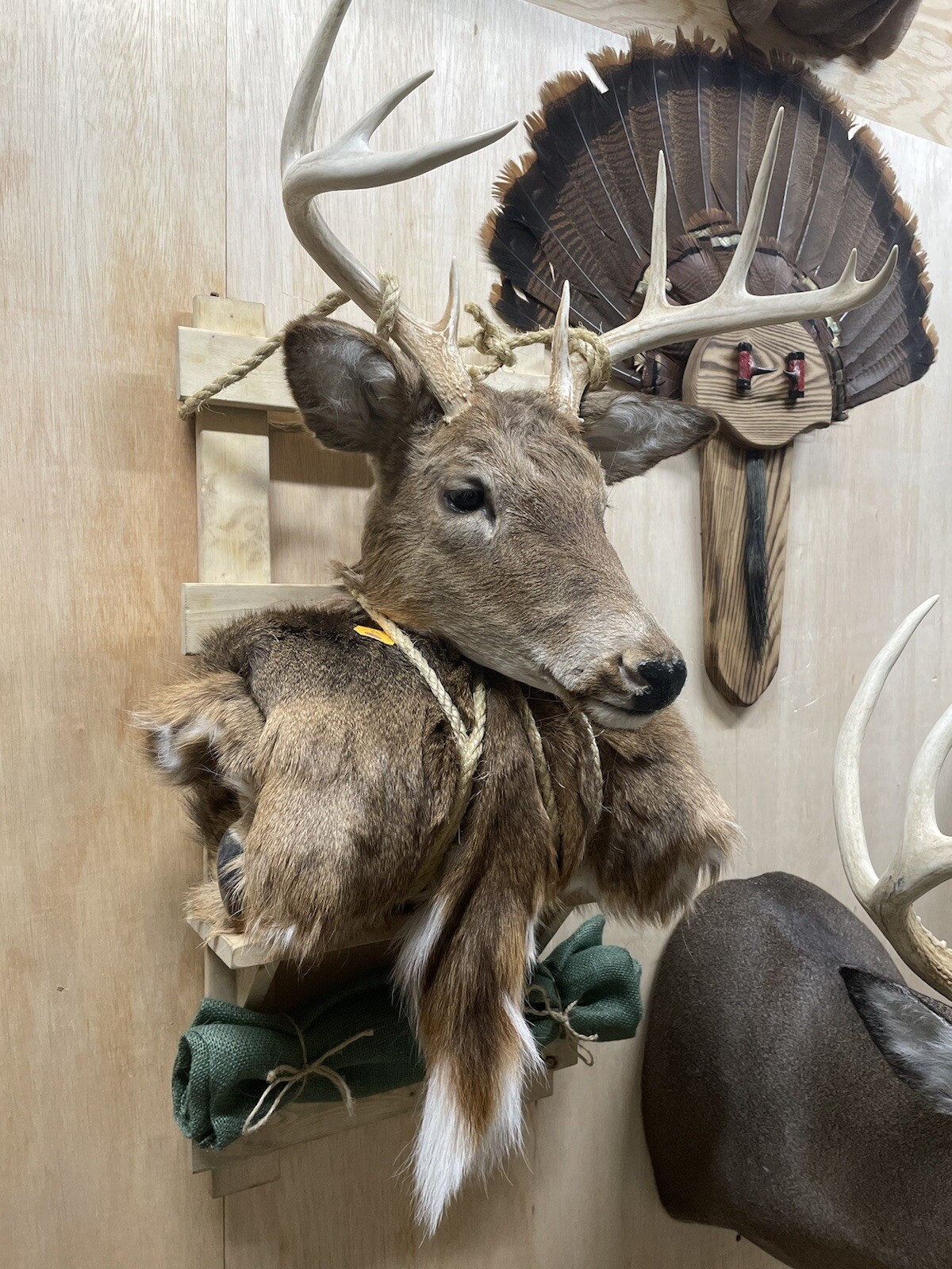 solid wood taxidermy backpack mount deer plaque antler mount pack mount ...