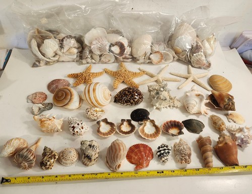 Large Lot Seashells Starfish 7+ Lbs. Look | eBay
