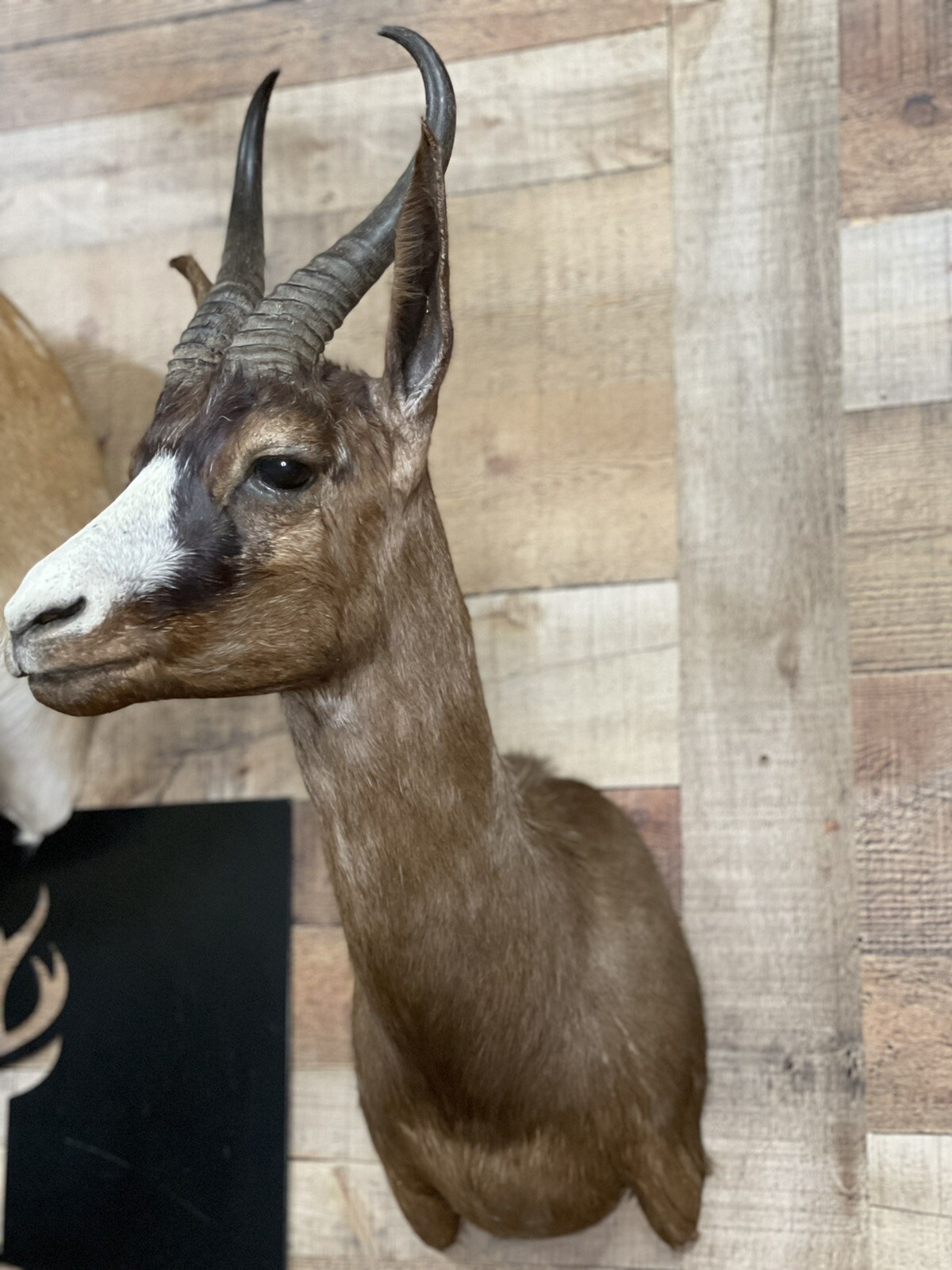 African Black Springbok Taxidermy shoulder mount -Man Cave, Cabin | eBay