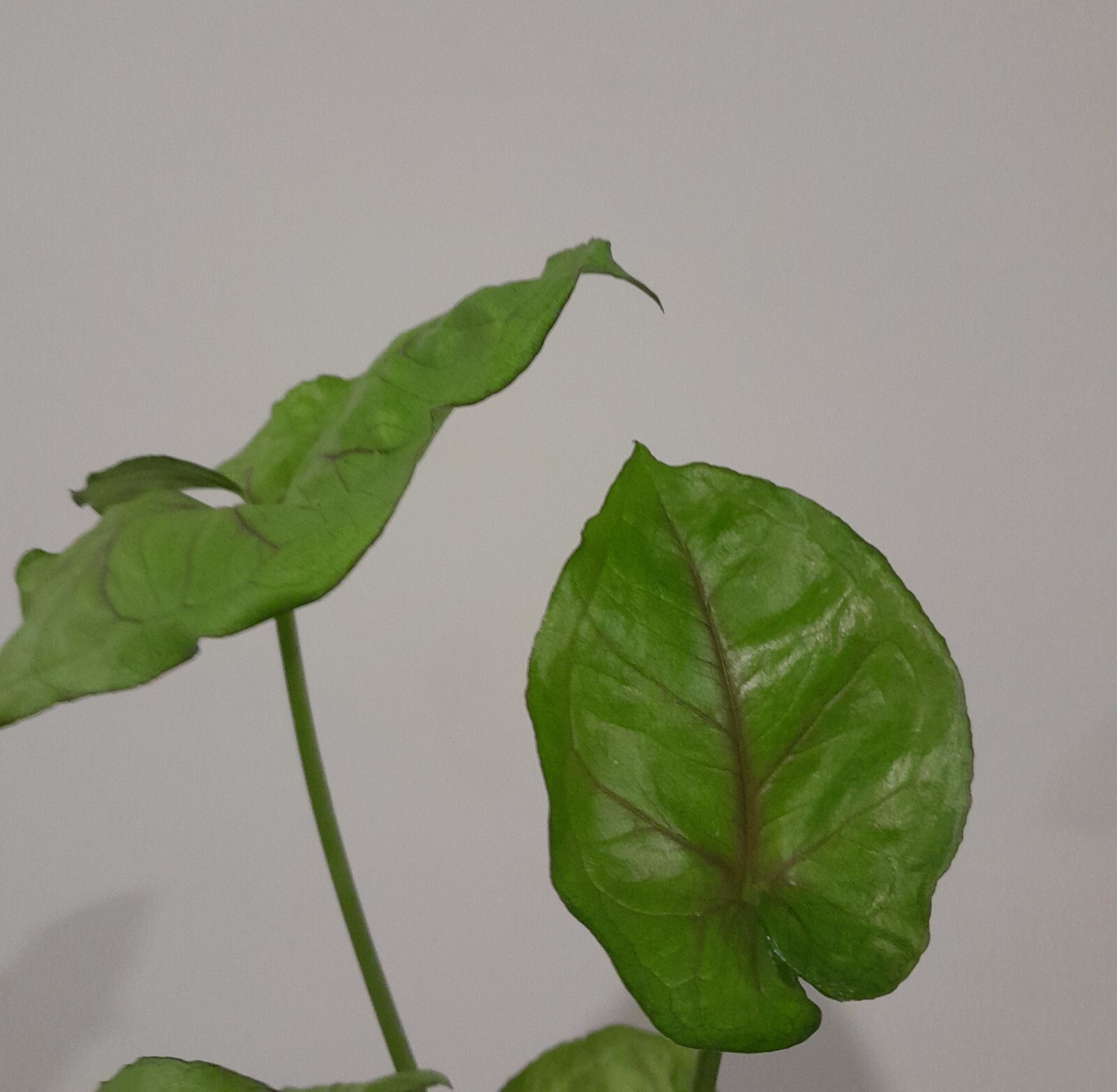 Syngonium Golden Allusion Cutting 15cm | eBay