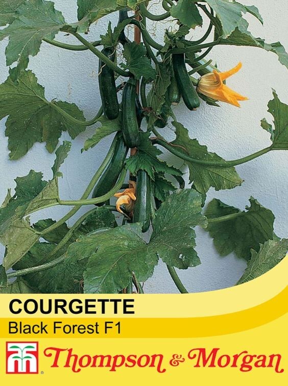 CLIMBING COURGETTE SEEDS – BLACK FOREST F1 (UNIQUE) - SOW BY 27 ...