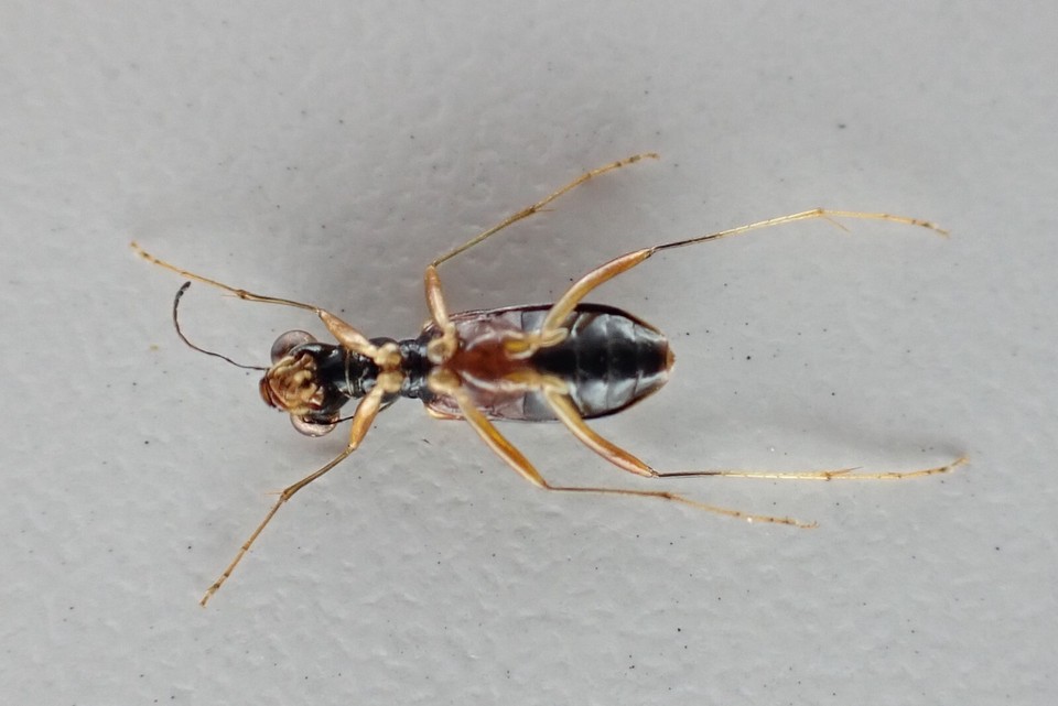 D41726. Insects, Cicindelidae sp. Vietnam, Cao Bang. Nice!!!!! | eBay