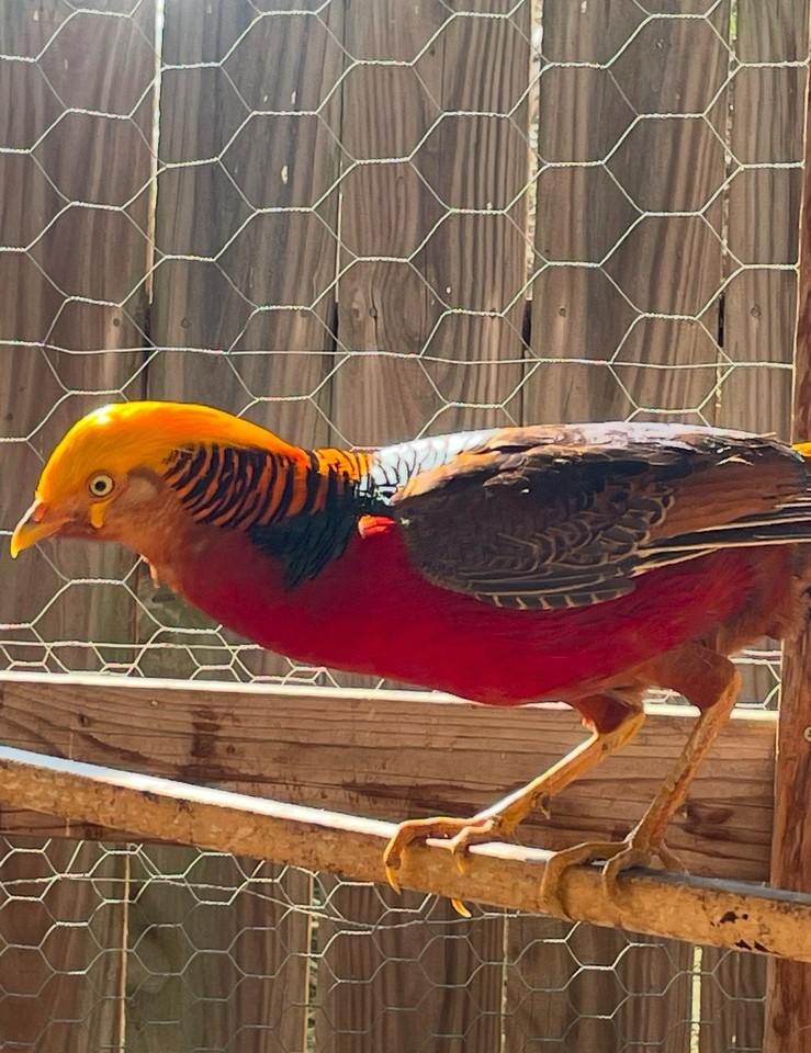 PRE-SALE. 6+ Red Golden Pheasant Hatching Eggs ( SHIP MID APRIL 2026 ...