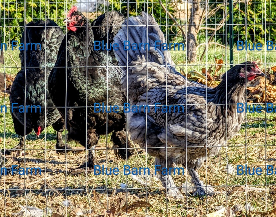 6 Show Quality Blue/Black/Splash Langshan Chicken Hatching Eggs. NPIP ...