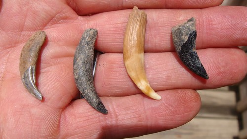 4 ICE AGE MAMMAL CANINE TEETH Florida Georgia FOSSIL ~69~ | eBay