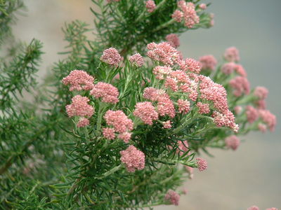 Cassinia aculeata - Dolly Bush 15 seeds | eBay Australia