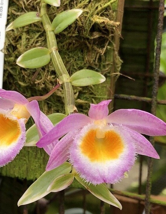 Rare Orchids 10 Rarest Orchids In The World Rarest.org