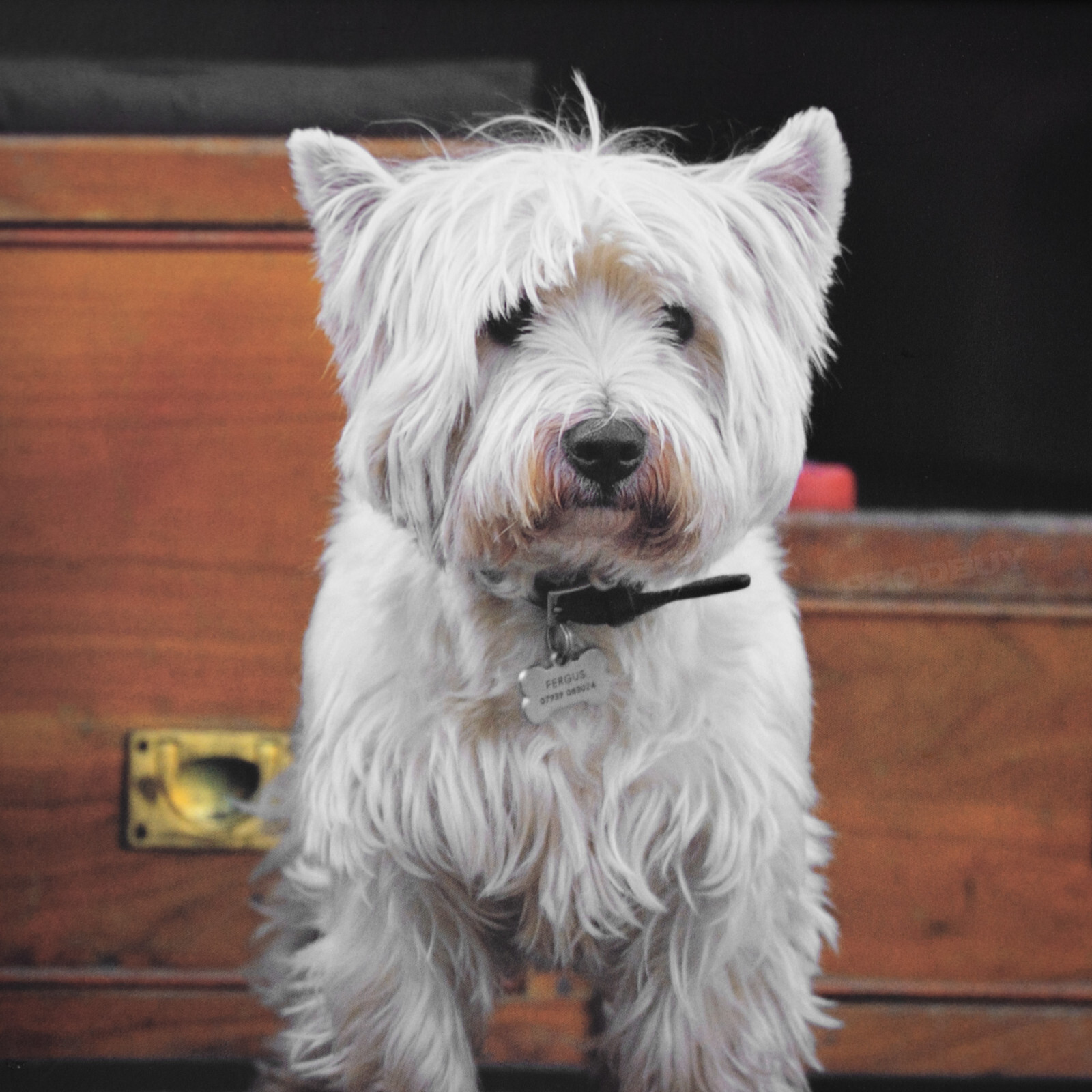 White Westie Cushioned Lap Tray Large Faux Leather Padded Dinner ...