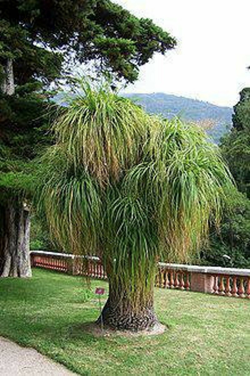 Guatemalensis Care Guatemalan Red Ponytail Palm Tree Beaucarnea 6\" Pot ...