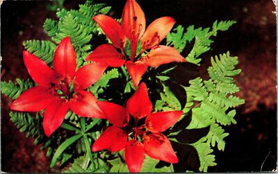 Tiger Lily Colorslide Collection Michigan Wildflowers MI Postcard used ...