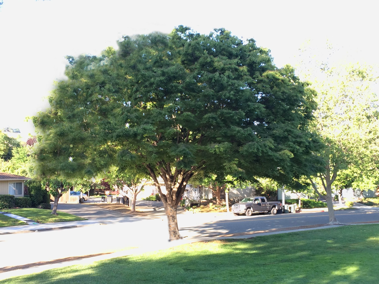 Japanese Elm (Zelkova serrata) 25 Seeds | eBay Australia