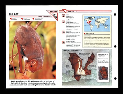 Red Bat Wildlife Fact File Mammal Animal Card Home School Study 1.294 ...
