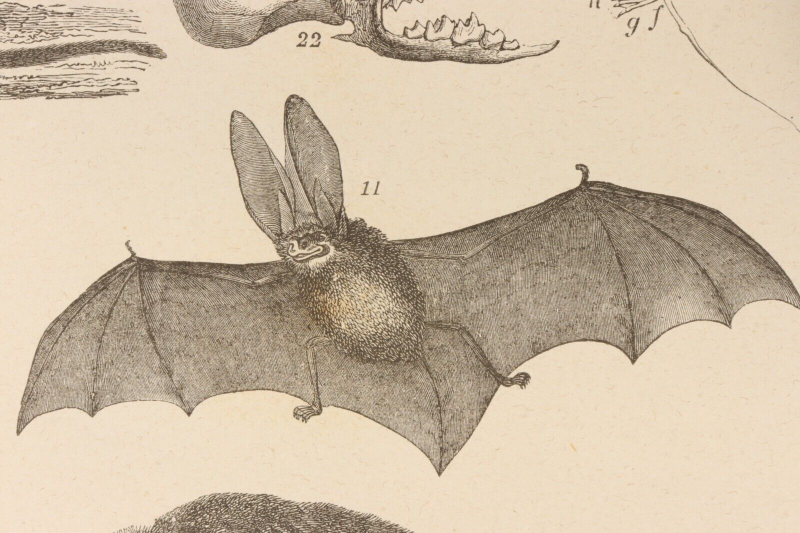 Engraving Zoology Plate 32 Gras y Cª. Vampire bat, mole, hedgehog ...