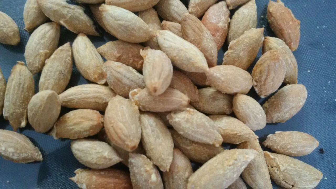 organic olive seeds from the holy land Jerusalem , 15 seeds | eBay