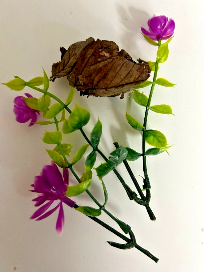 Polyphemus moth (Saturniidae, Antheraea polyphemus), Wild LIVE COCOON ...