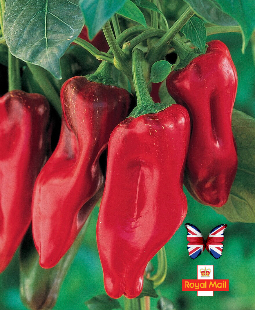 SWEET PEPPER 25 SEEDS MARCONI ROSSO RED | eBay UK
