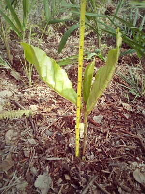 7 inch tall Hawaiian Tropical Almond Tree * Terminalia Catappa * Kamani ...