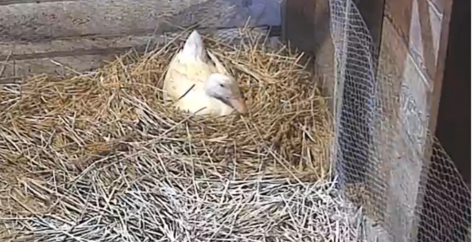 fertile duck hatching eggs barnyard mix 6+1 Eggs | eBay