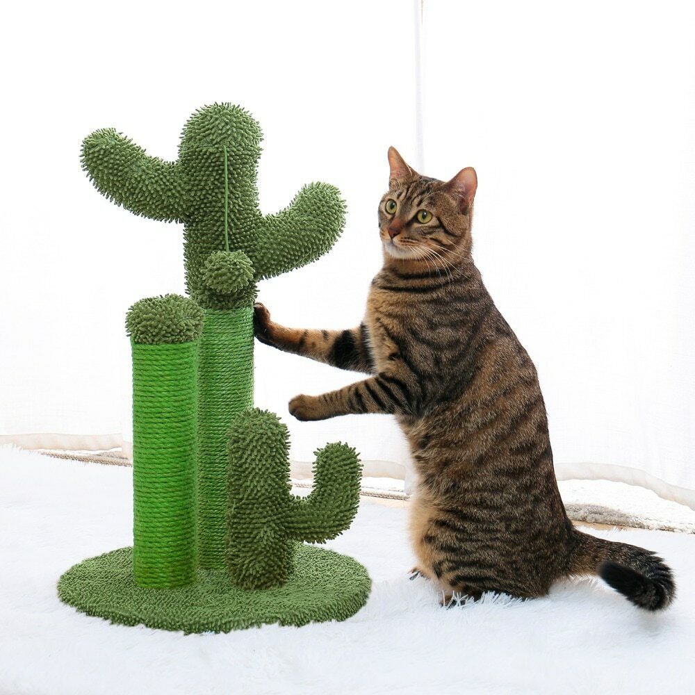 Cactus Kittens