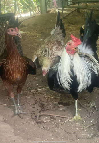 8 + EXTRA PURE RAT GRAVES LEIPER AND GREY HATCHING EGGS TOP QUALITY ...