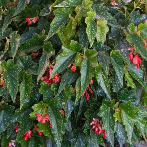 Angel Wing Begonia Torch Red Live Rooted Starter House Plants BUY 2 GET ...