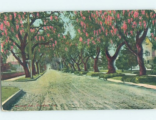 Divided Back FLOWERING TREES ALONG MARENGO AVENUE Pasadena California ...