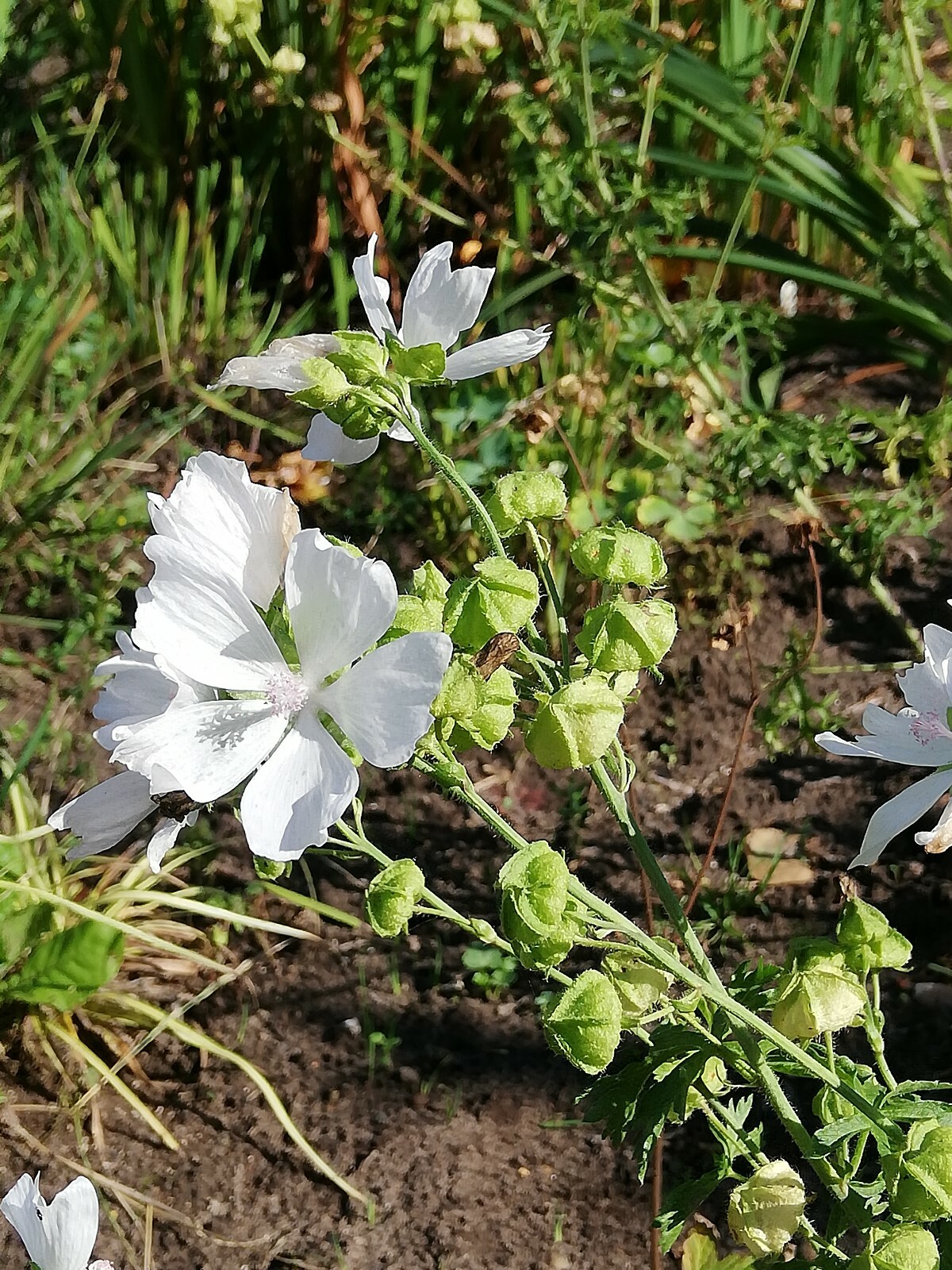 Malva moschata Alba - White Musk Mallow X 50 SEEDS Fragrant Cottage ...