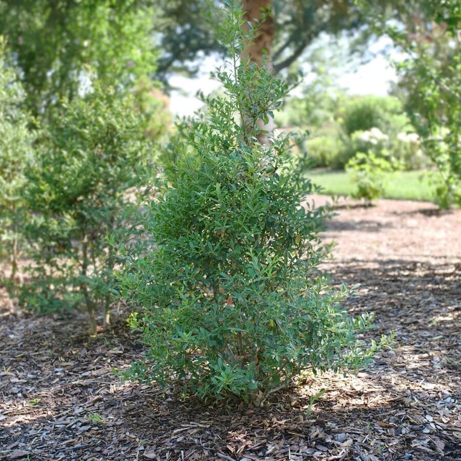 Inkberry Squeeze Glabra Holly Box Ilex Easy Evergreen Outdoors Live ...