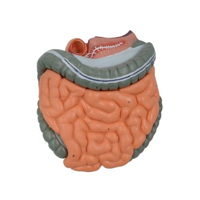 Anatomical Large Intestine Cecum Model for Medical Research, Model | eBay