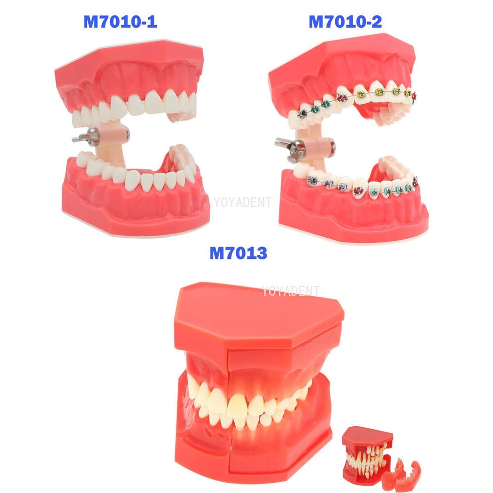 Teeth Model Dental Typodont Ortho Implant Pathological Perio Practice ...