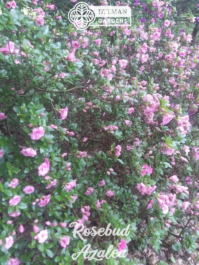 Rosebud Azalea - Rhododendron 'Rosebud' - 8 to 10 inches - Double Pink ...