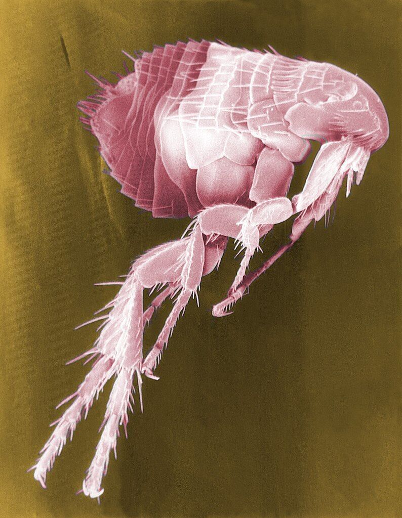 Flea Under Electron Microscope