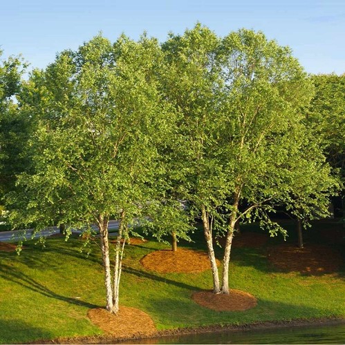 Live River Birch Tree Plant Betula Nigra 1-5 yo 10"-40"+Tall Well ...