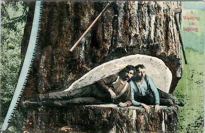 WASHINGTON STATE LOGGING POSTCARD EARLY 1908 LOGGERS IN SAPLING TINTED ...