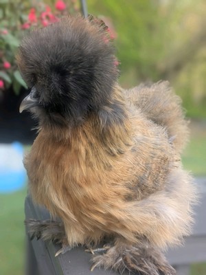 8 Red Pyle/ Partridge Silkie/Satin Hatching eggs (Crested, Bearded And ...