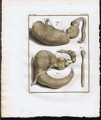 Beaver Anatomy Stomach-Intestines -Hand Colored 1767 Buffon Natural ...