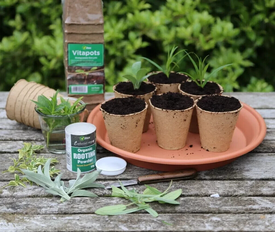 ORGANIC ROOTING POWDER HORMONE FOR PLANTS NATURAL GROWTH SUPPLEMENT ...