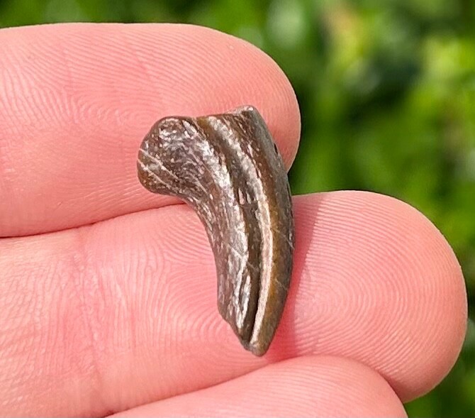 NICE Theropod Dinosaur Claw Fossil from Niger Dino Bones Kryptops ...