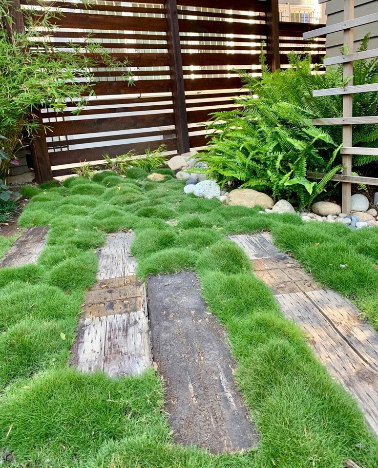 Rare Zoysia tenuifolia, Korean velvet Grass- as pictured -No Mow Grass ...